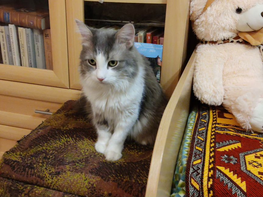 Кот в добрые руки