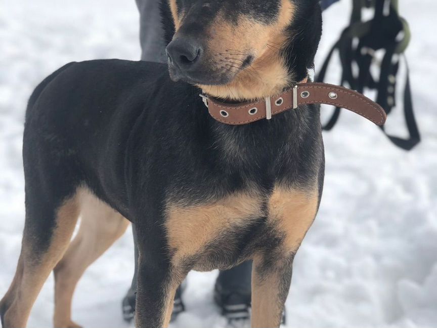 Цыпа - собака из приюта в семью