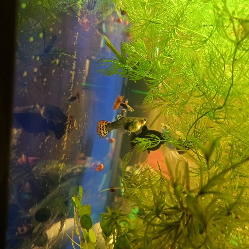 Мольки гуппи бесплатно