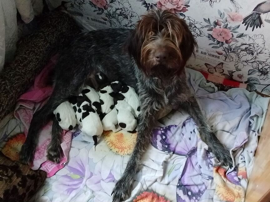 Щенки дратхаара 5000