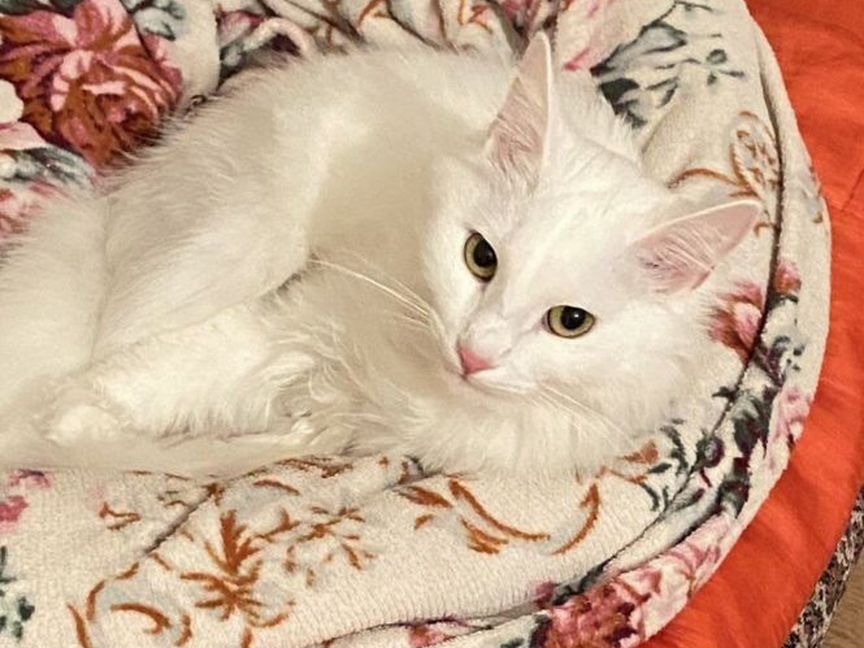 Кот турецкая ангора
