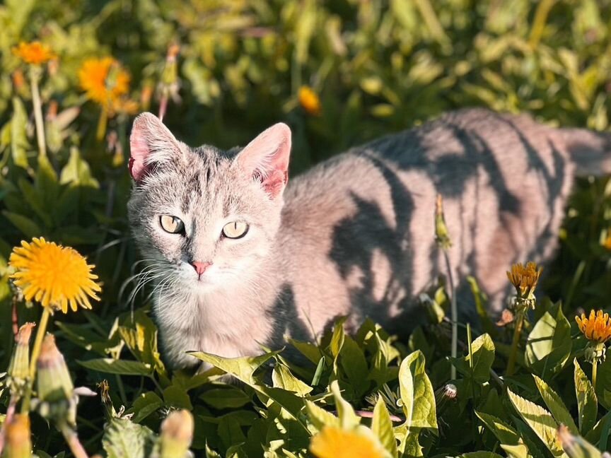 Котенок никому не нужен