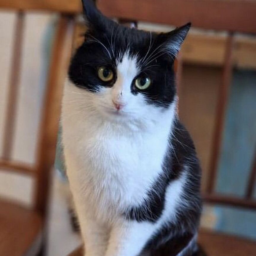 Кошечка в добрые руки