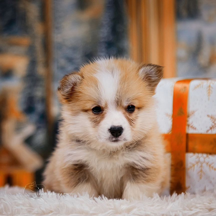 Вельш Корги Пемброк, щенок