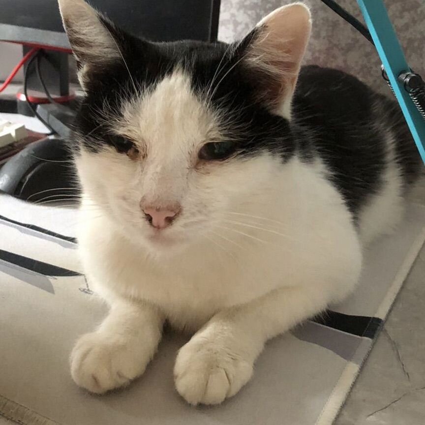 Взрослый кот в добрые руки