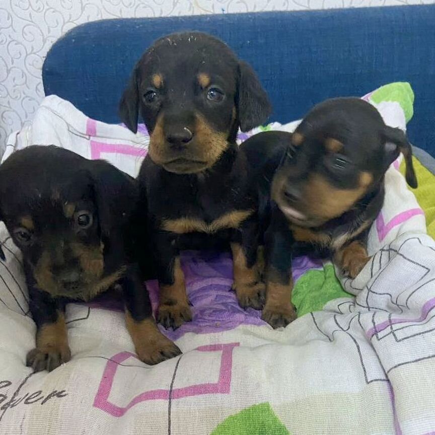 Карликовый Пинчер,щенки