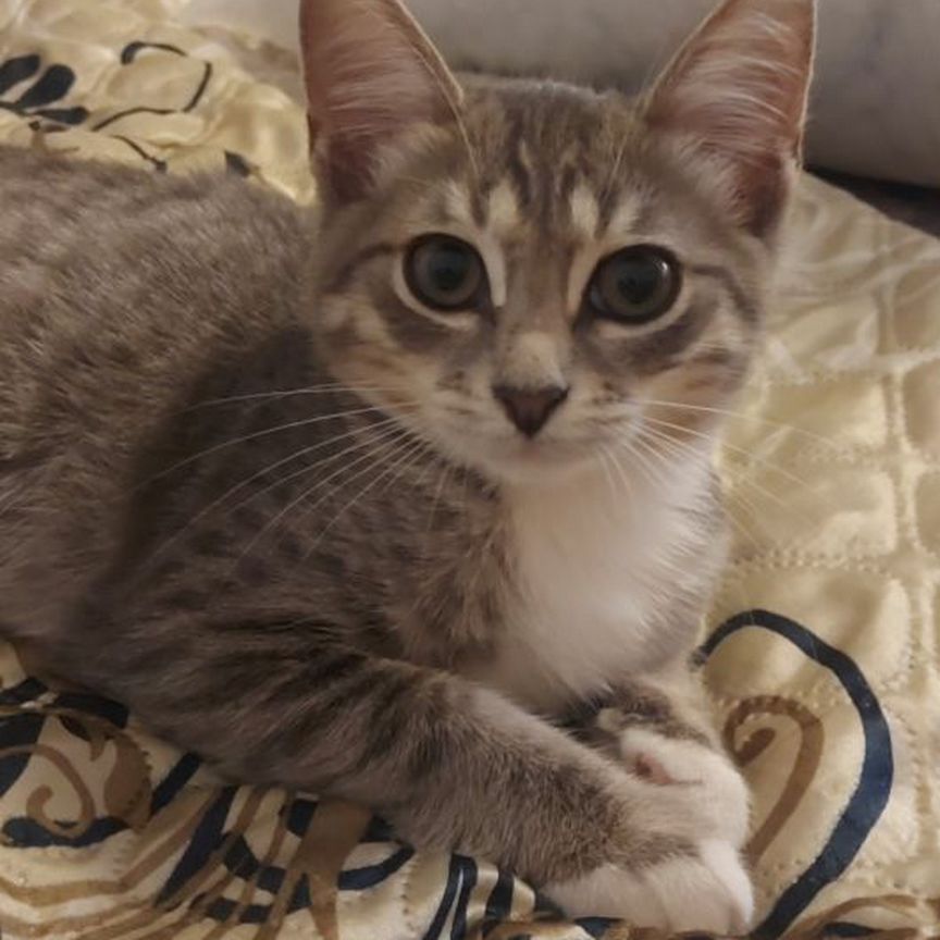 Заберите, пожалуйста, котиков в свои добрые руки