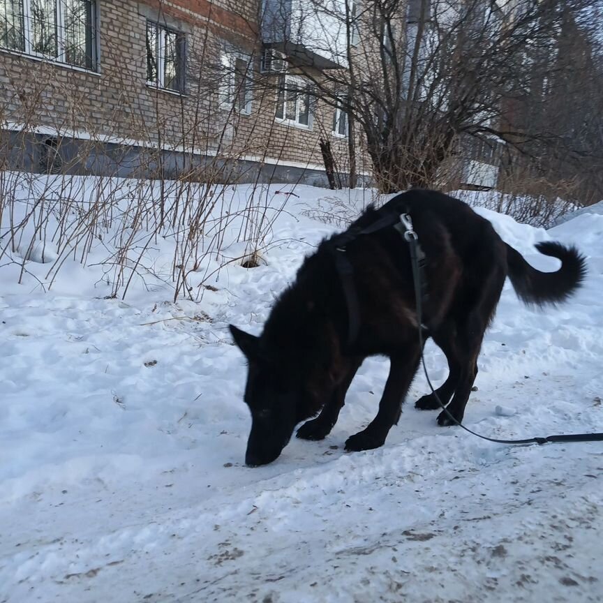Найдена собака черная овчарка