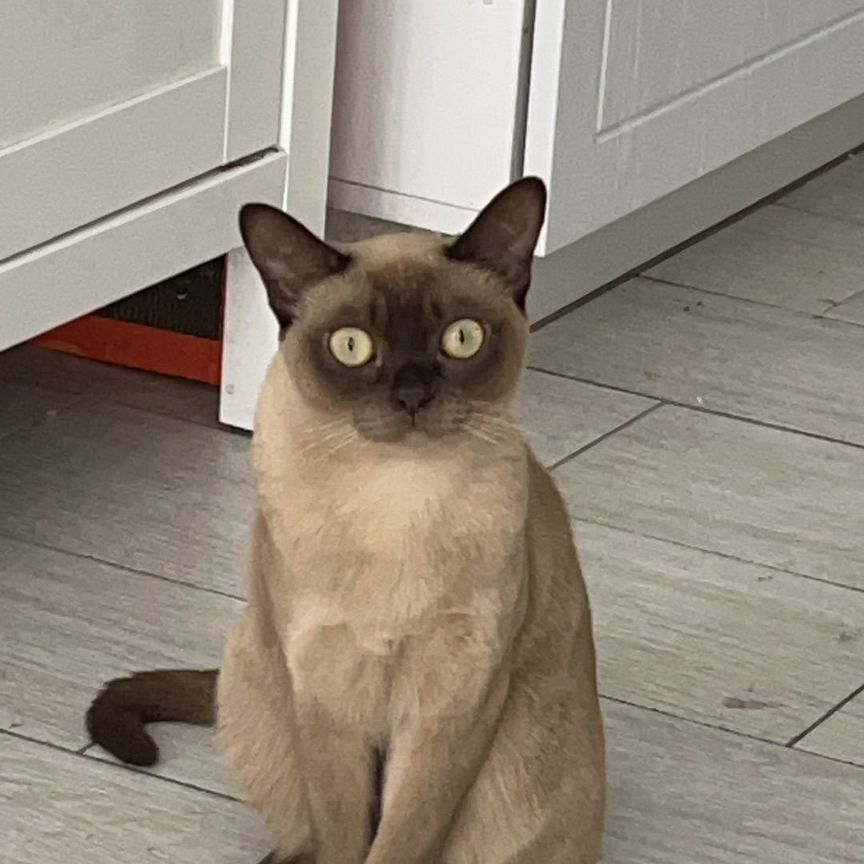 Кошка бурма