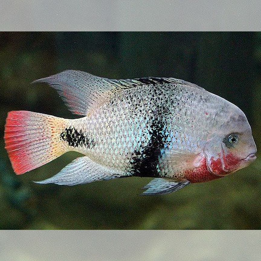 Аквариумная Цихлазома маликауда. Вьеха красногор-я