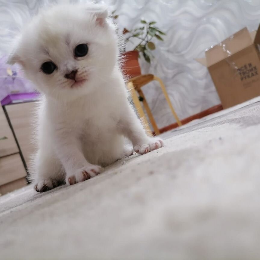 Шатланский вислоухий котенок