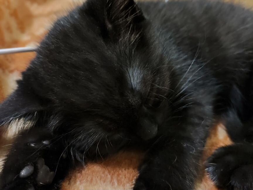 Кошки шотландцы