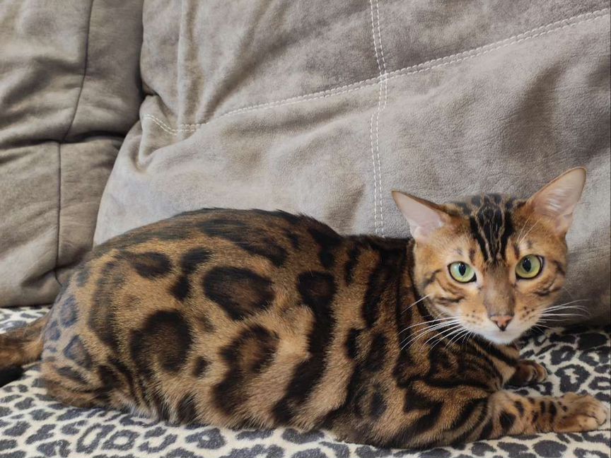 Бенгальская кошка бесплатно