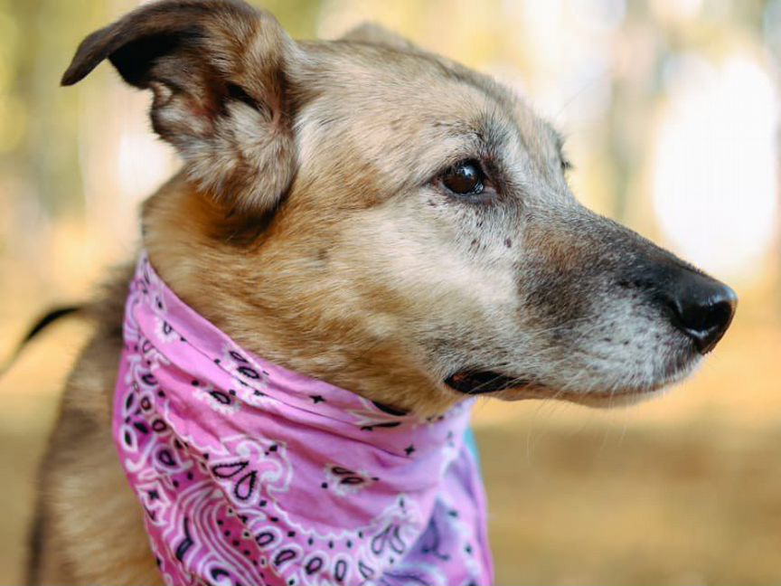 Собака обречена на старость в приюте