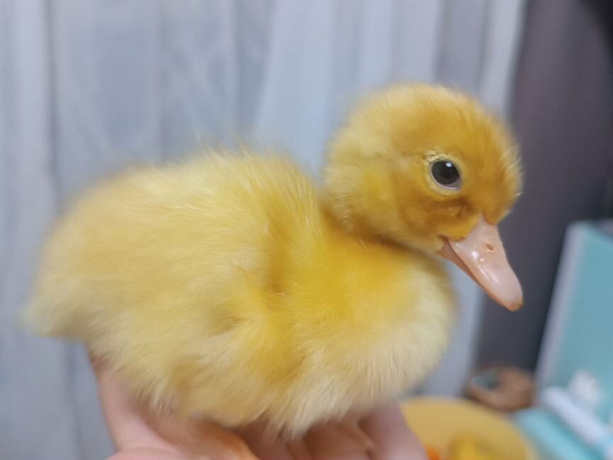 Утята пекинские