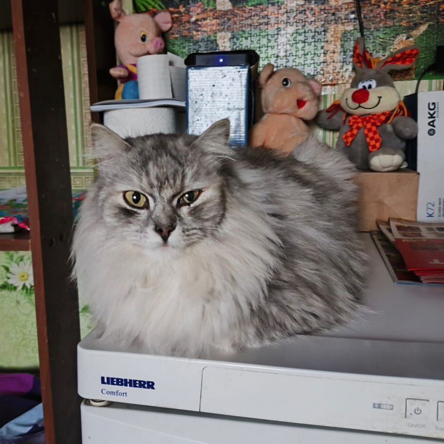 Кошечка в добрые руки