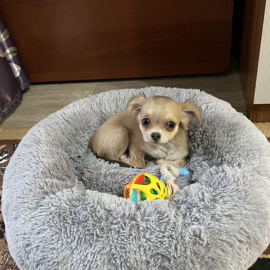 Чихуахуа мини