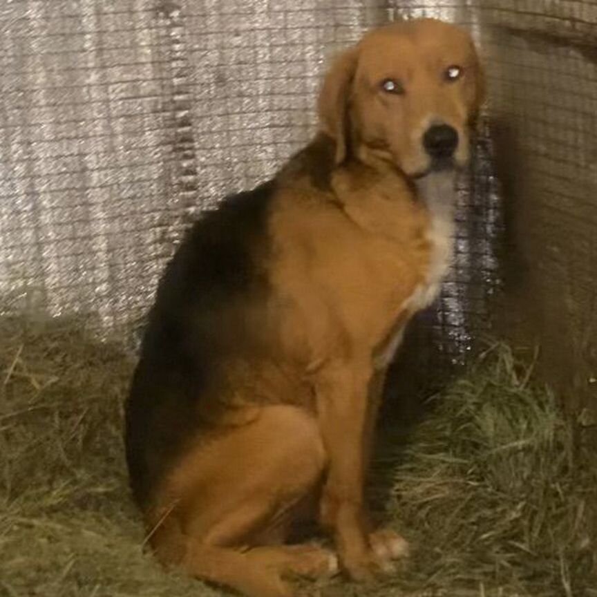 Русская гончая