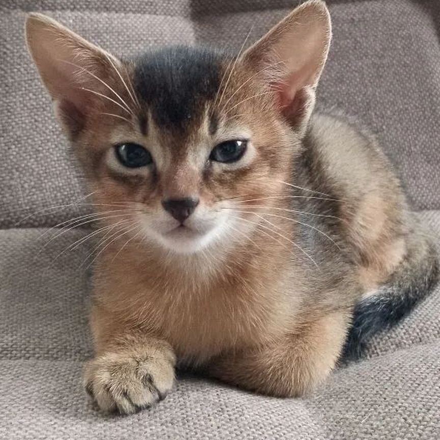 Абиссинский котёнок