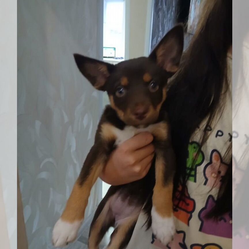 Австрийский пинчер, щенок