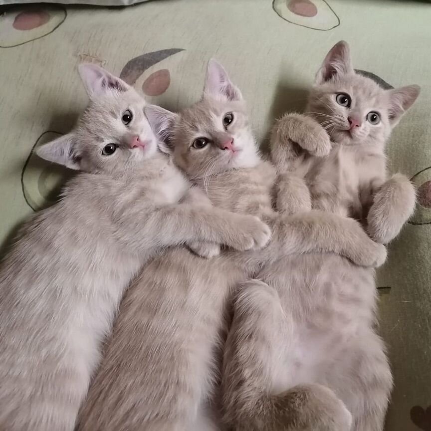 Милые котята ждут мам и пап