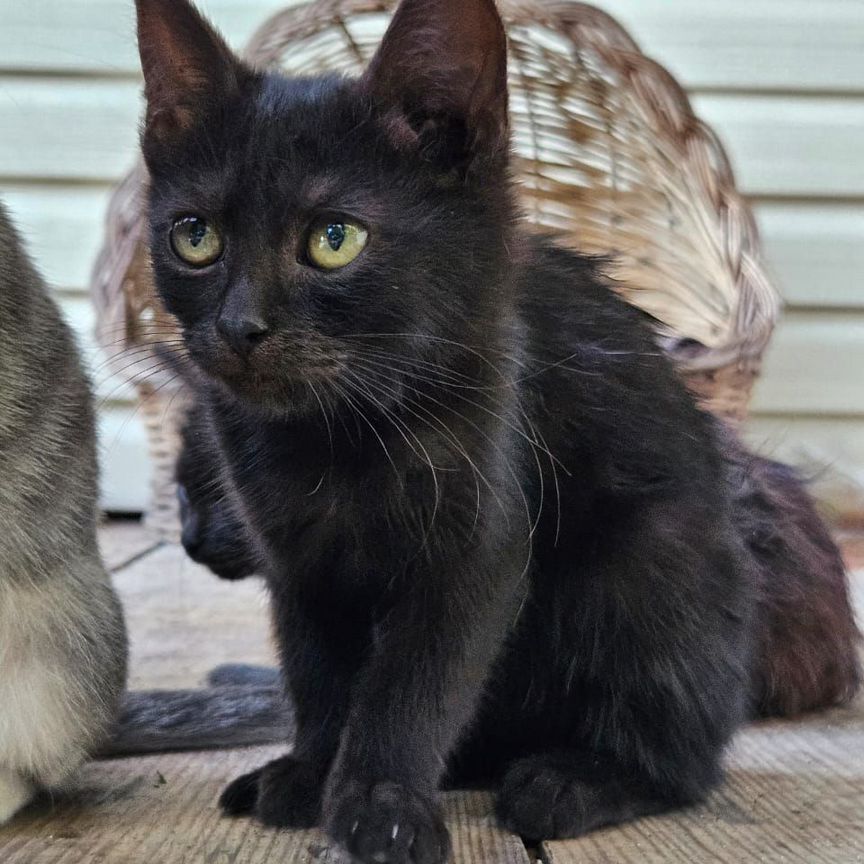 Котики бесплатно в добрые руки