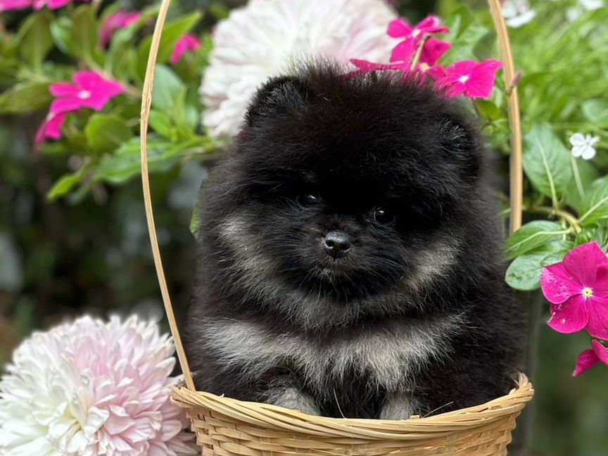 Померанский шпиц медвежьего типа мальчик