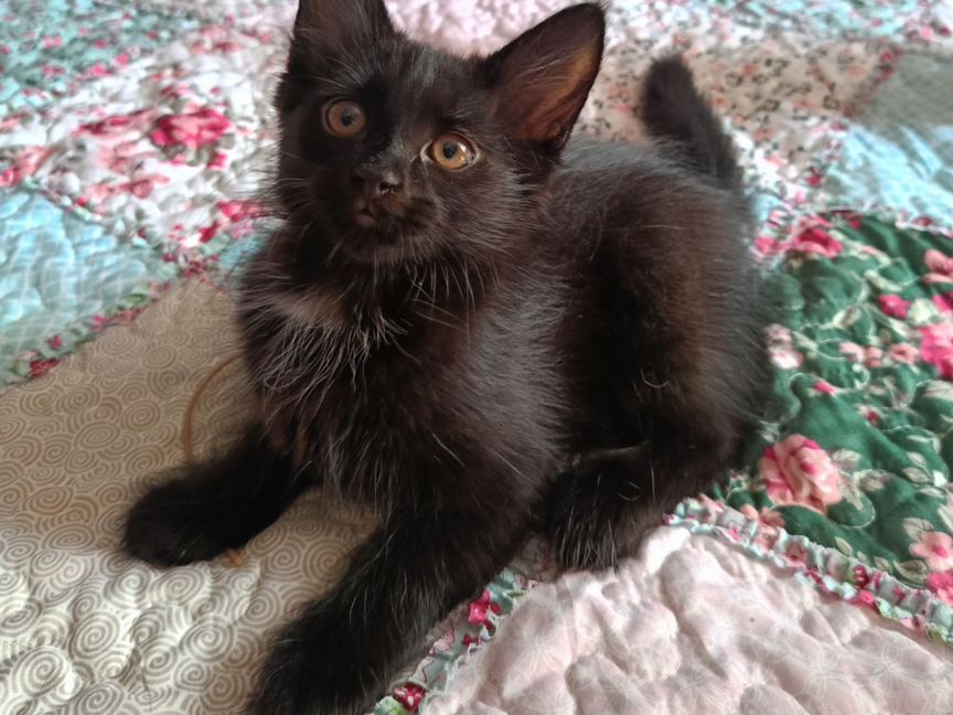 Кошка