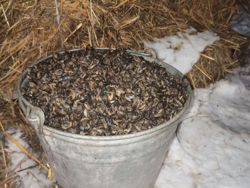 Ракушка кормовая