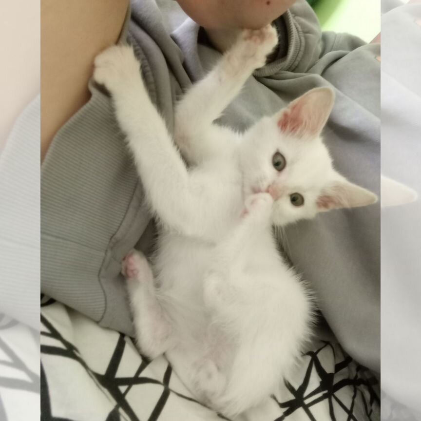 Белый котенок, 2 месяца