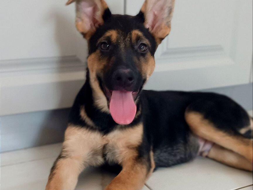 Шикарный щенок нуждается в доме