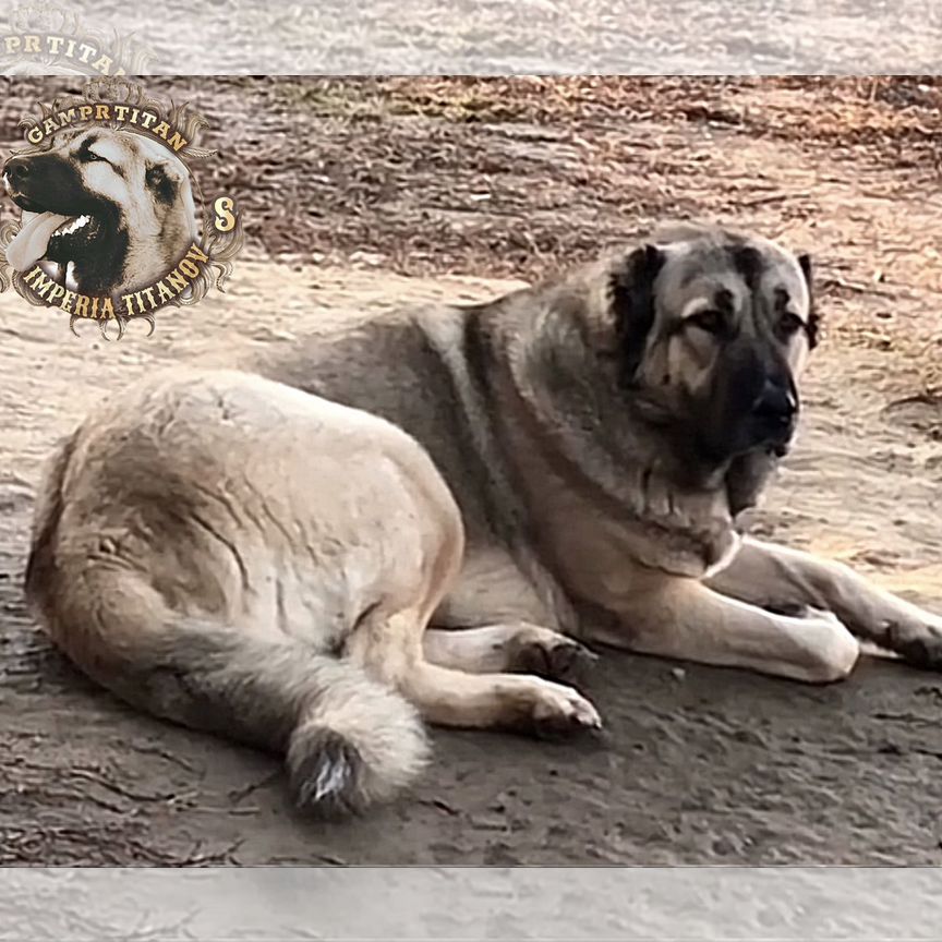 Гампр, щенок