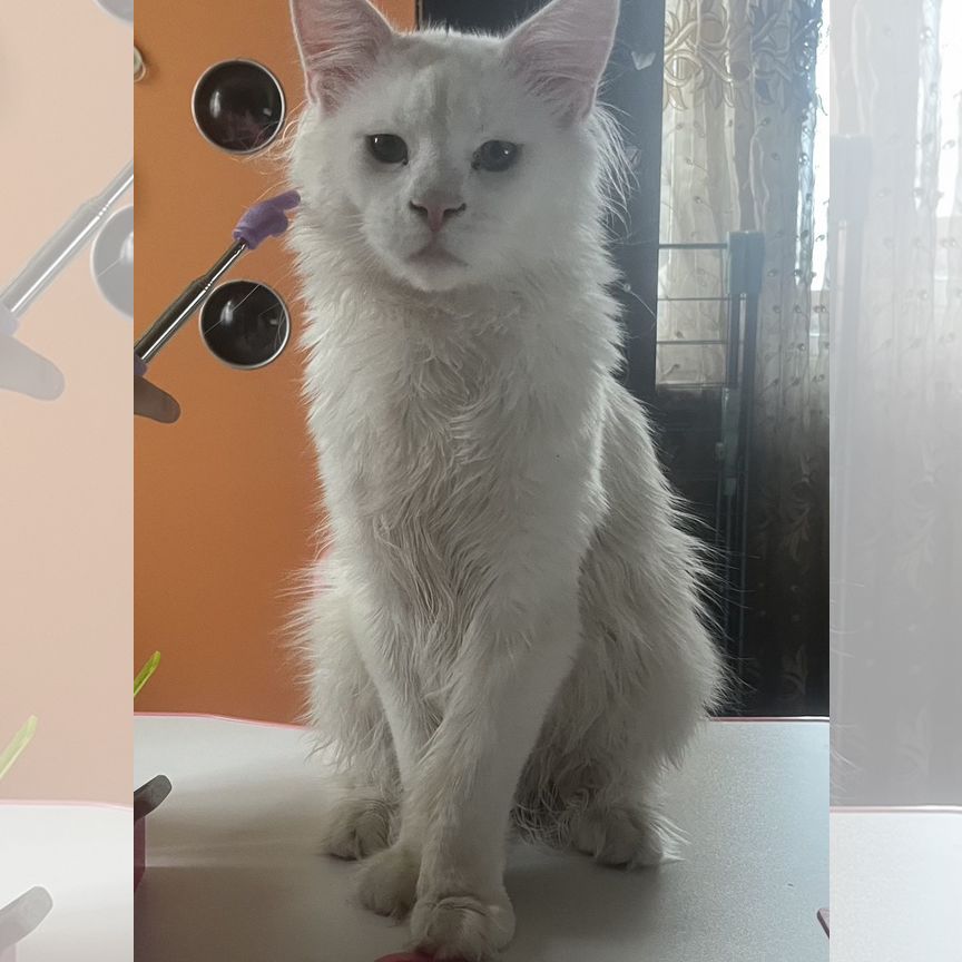 Мейн-кун, взрослый кот