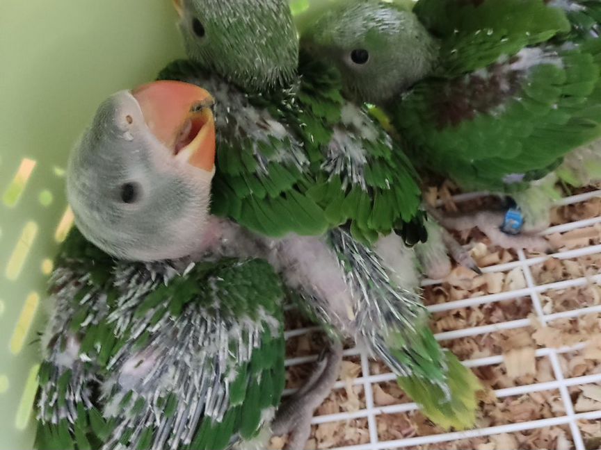 Выкормыши Александрийского попугая