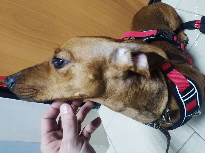 Арчибальд (8 мес). Кастрирован. Прививки 07.2023