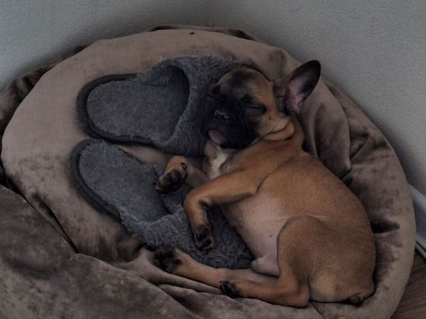 Маленькая собака