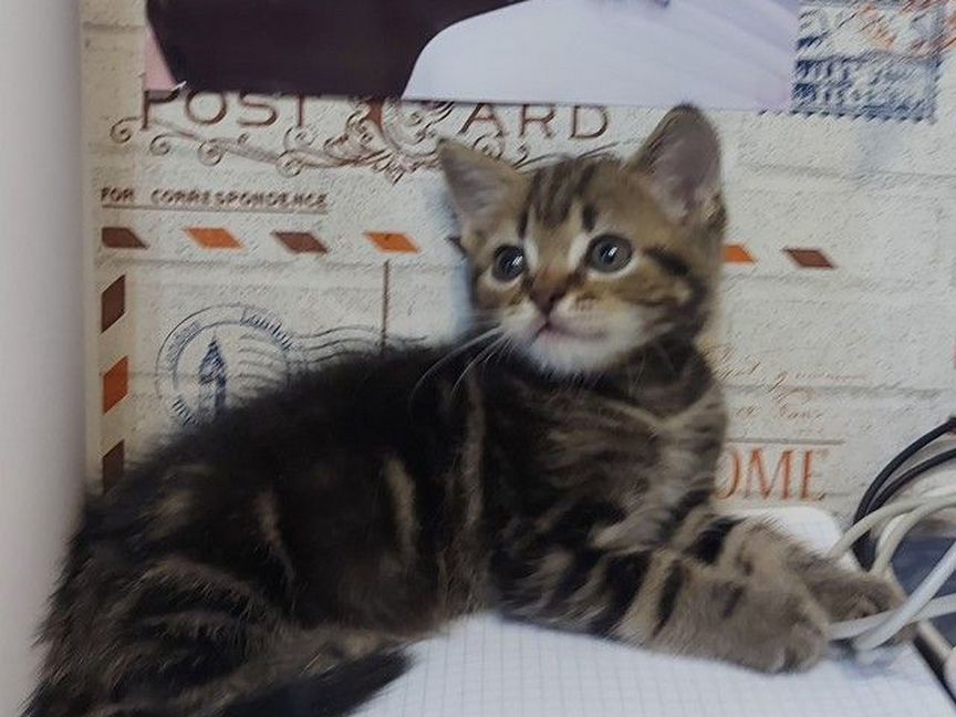 Шотландские котята