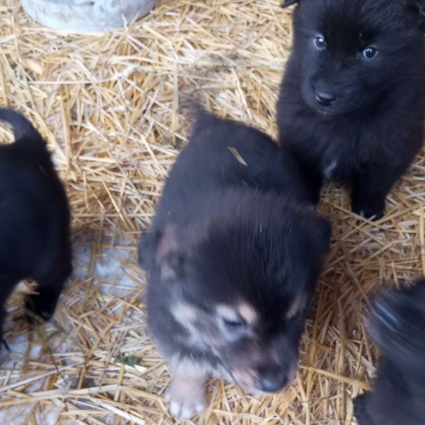 Щенок в добрые руки