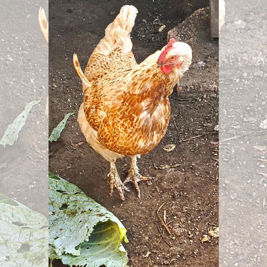 Курицы несушки домашние