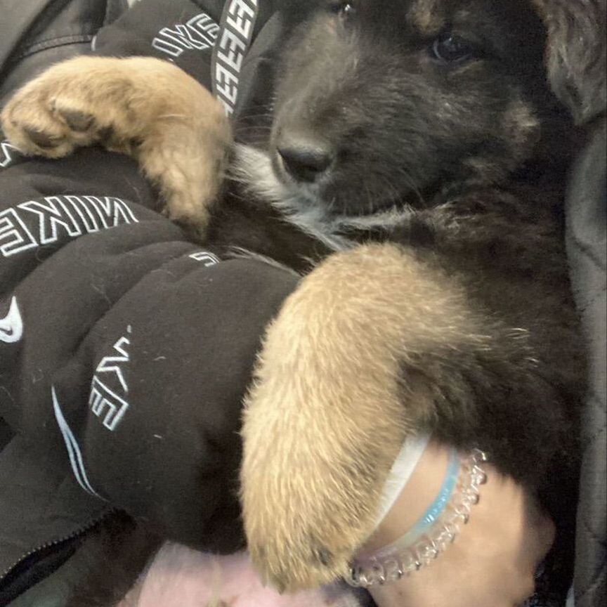 Щенок в добрые руки