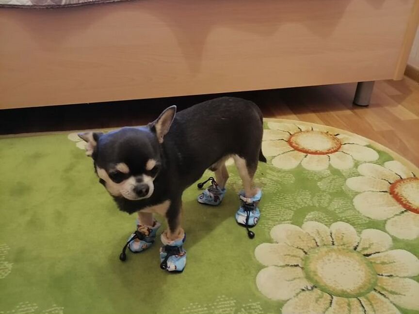 Ждём девочку, активный парень, прививки есть