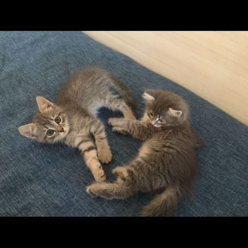 Британские котята