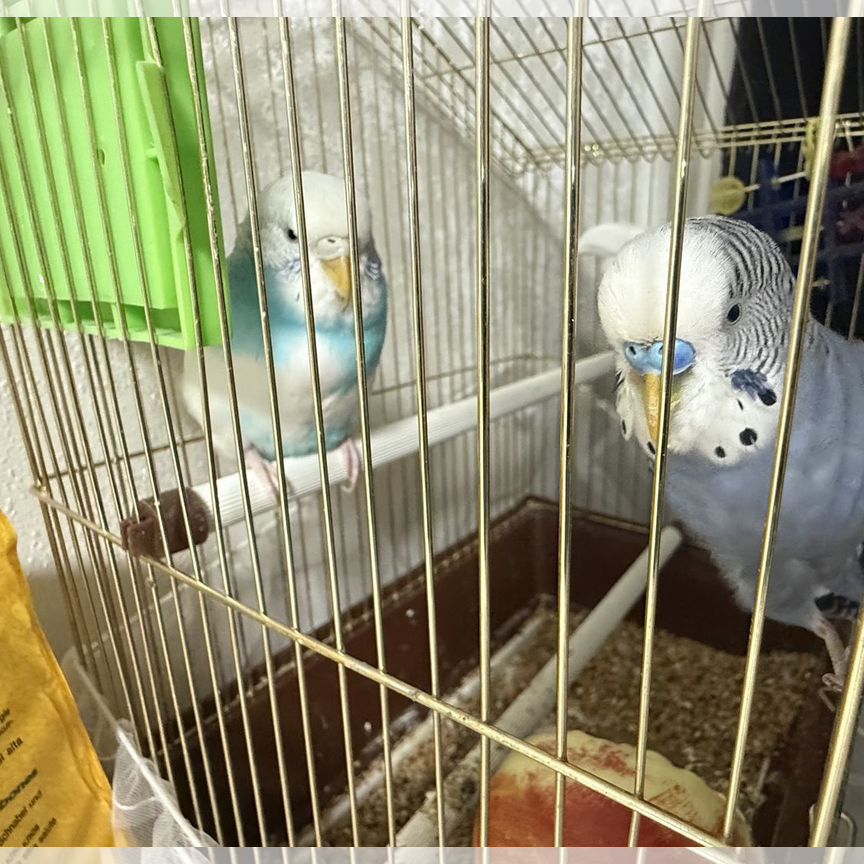 Волнистый попугай пара с клеткой