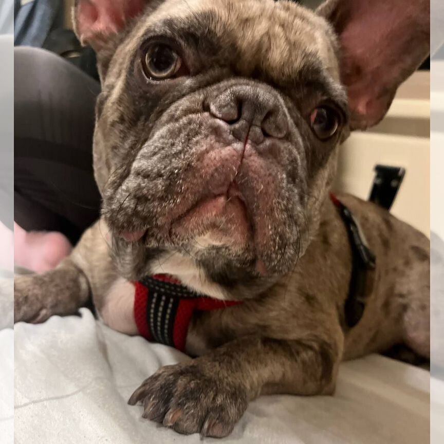 Французский бульдог, взрослая собака