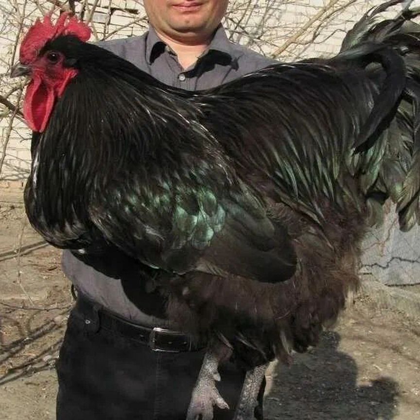 Петух джерсийский гигант