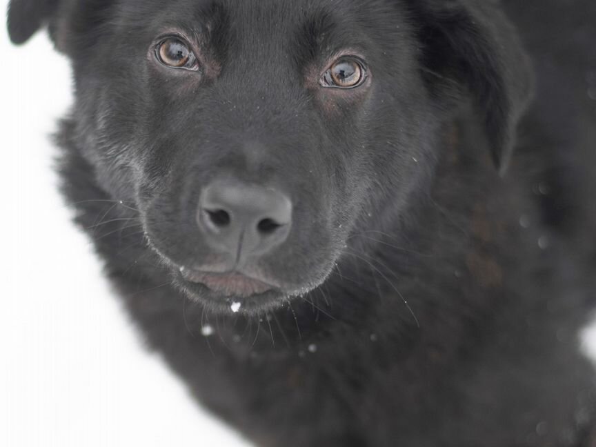 Пушистая малышка ищет дом