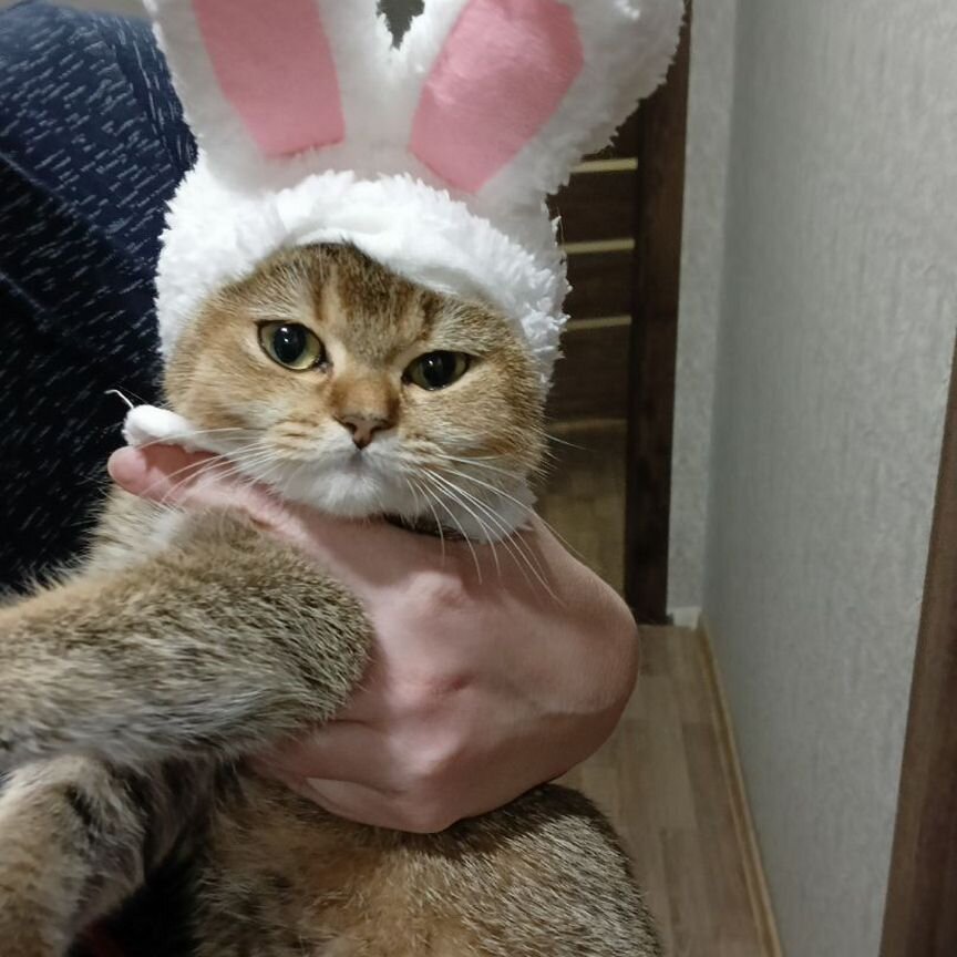 Золотая шиншилла
