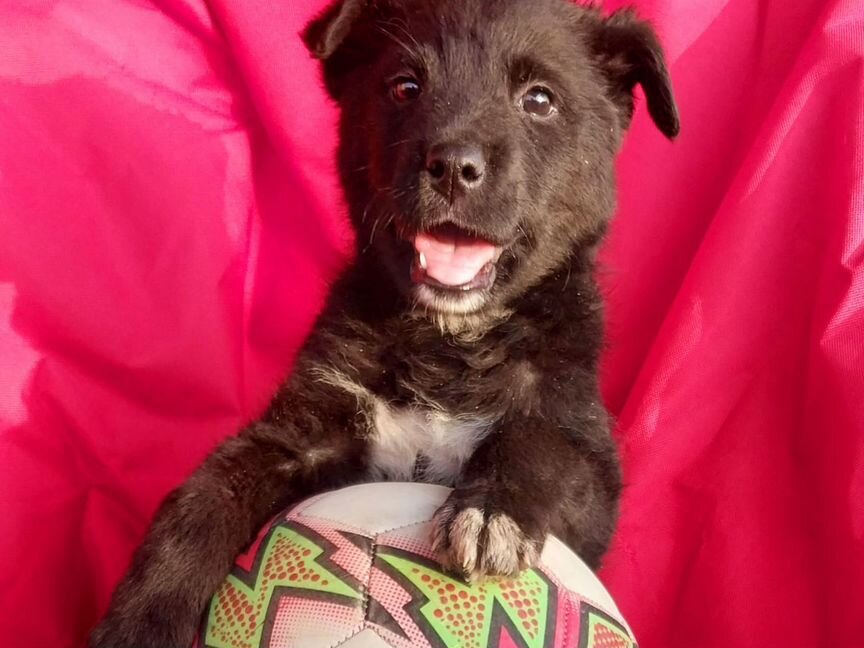 Собака в добрые руки