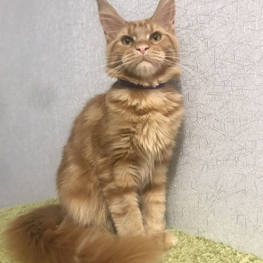 Кошечка мейнкун в разведение или в любимцы