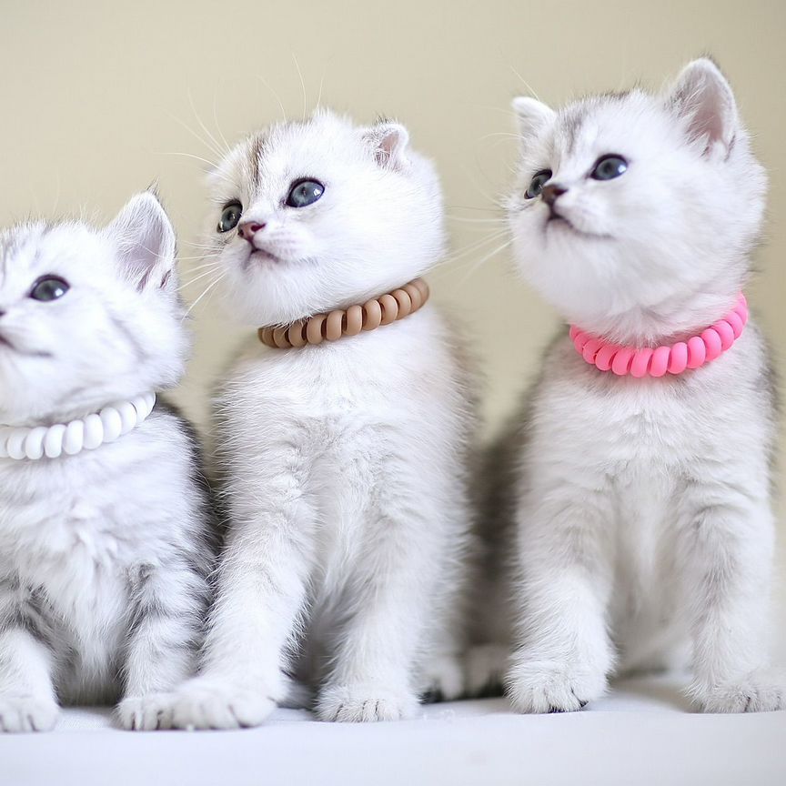 Шотландские вислоухие и прямоухие котята
